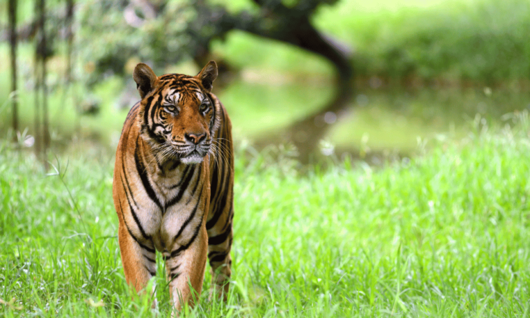 Popular Asian Animals That You Must See | Travel with Overa Tours