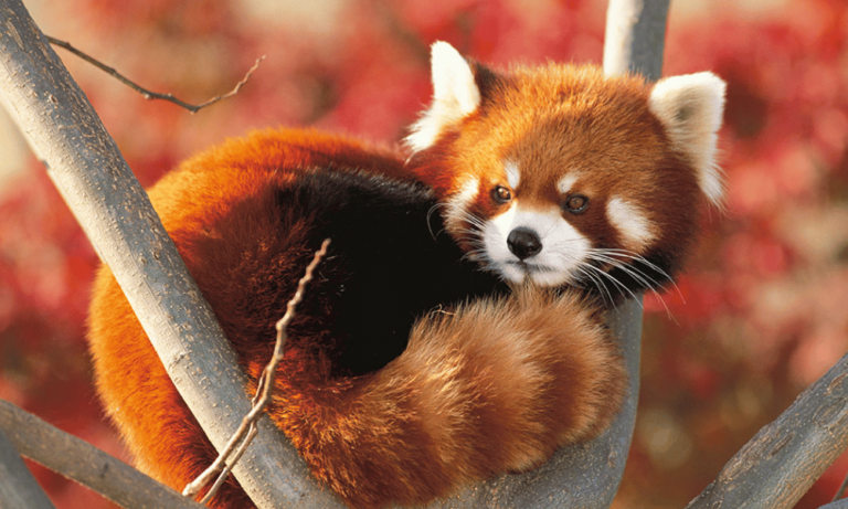 Popular Asian Animals That You Must See | Travel with Overa Tours