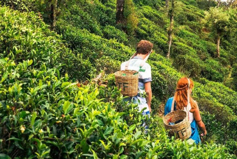 Tea Plantations to Visit in Sri Lanka