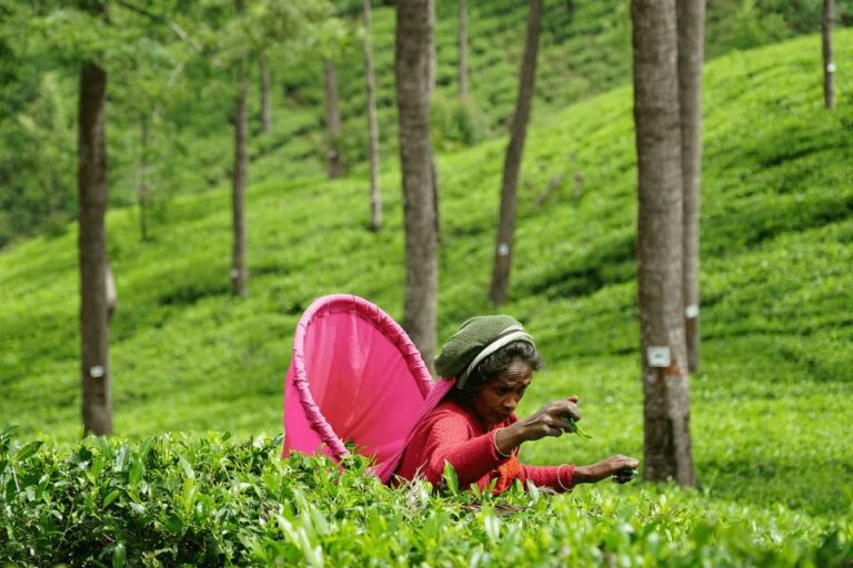 Tea Plantations to Visit in Sri Lanka